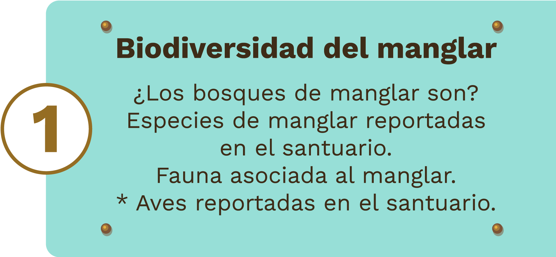 Explorando el manglar | Genially