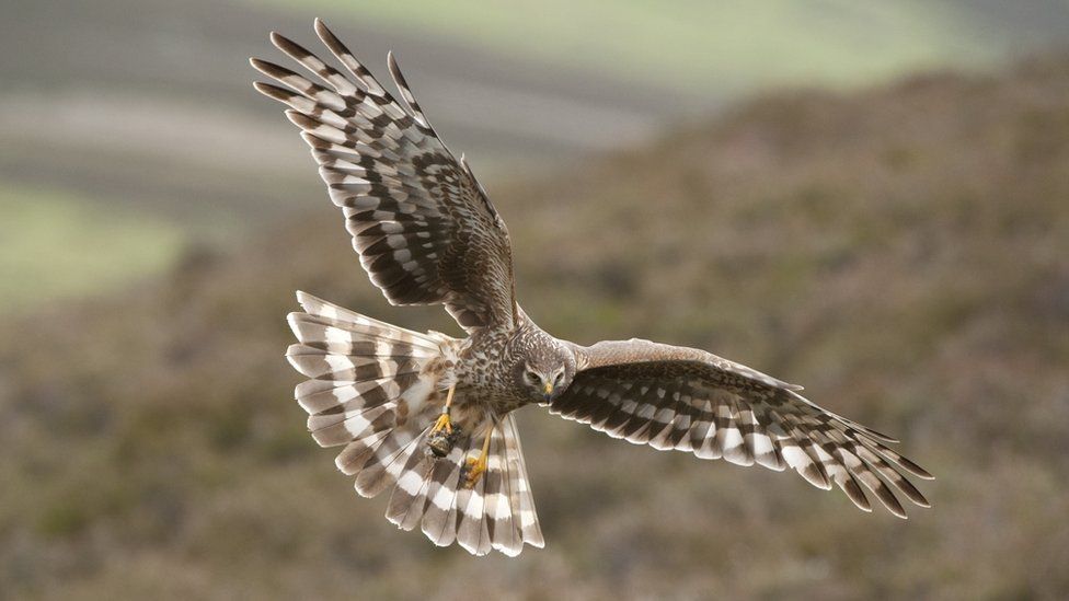 Wildlife writing competition | Genially