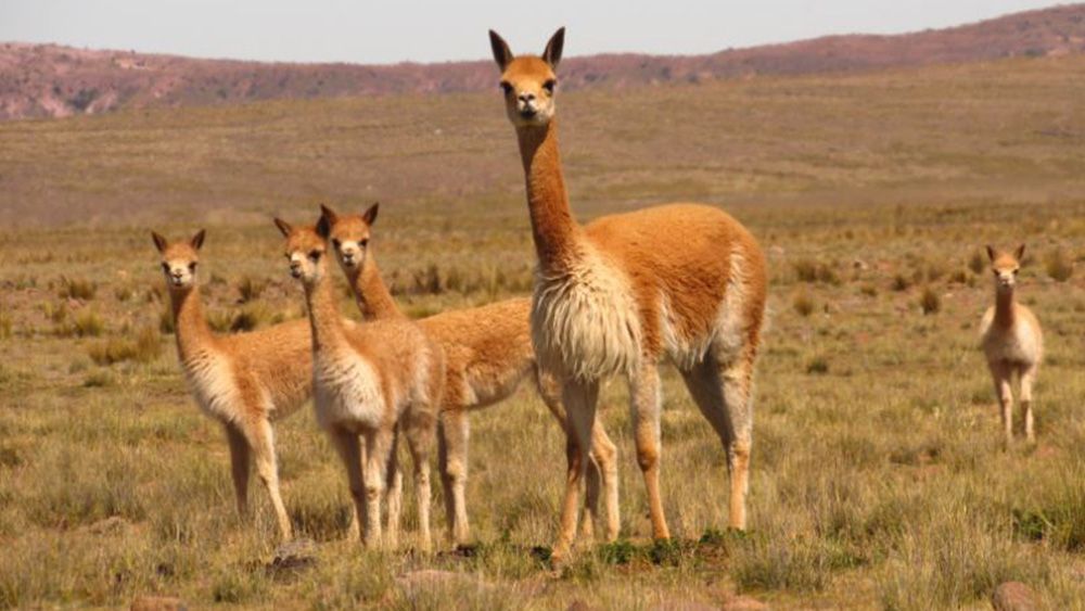 INFOGRAFIA DE LA VICUÑA | Genially