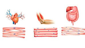 CELULA MUSCULAR LISA