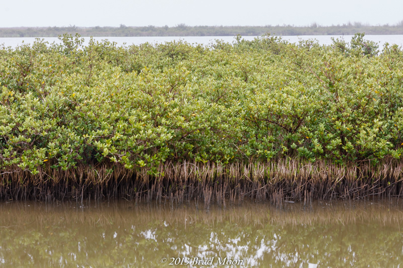 ECOSISTEMAS (interactivo) | Genially