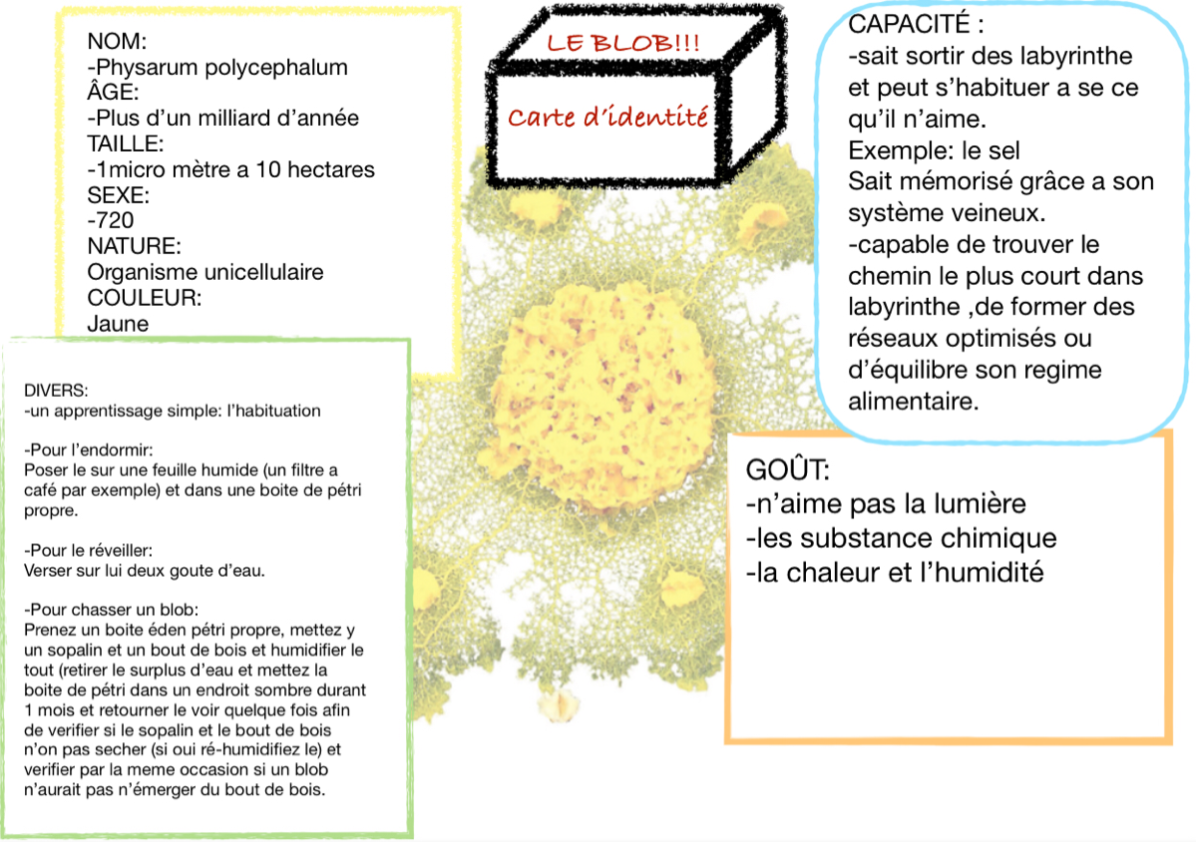 CARTE D’IDENTITÉ DU BLOB! | Genially