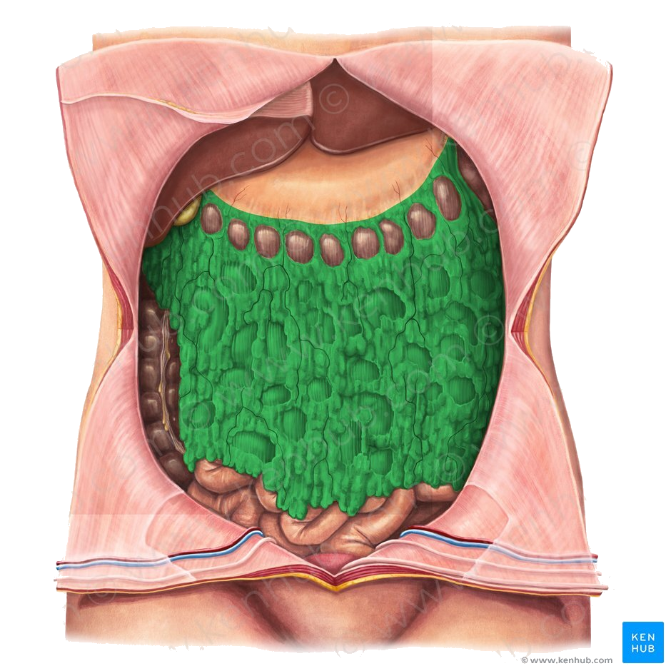 Region supramesocolica | Genially