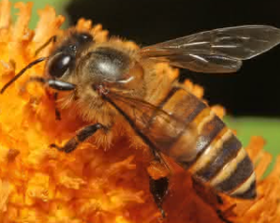LAS ABEJAS