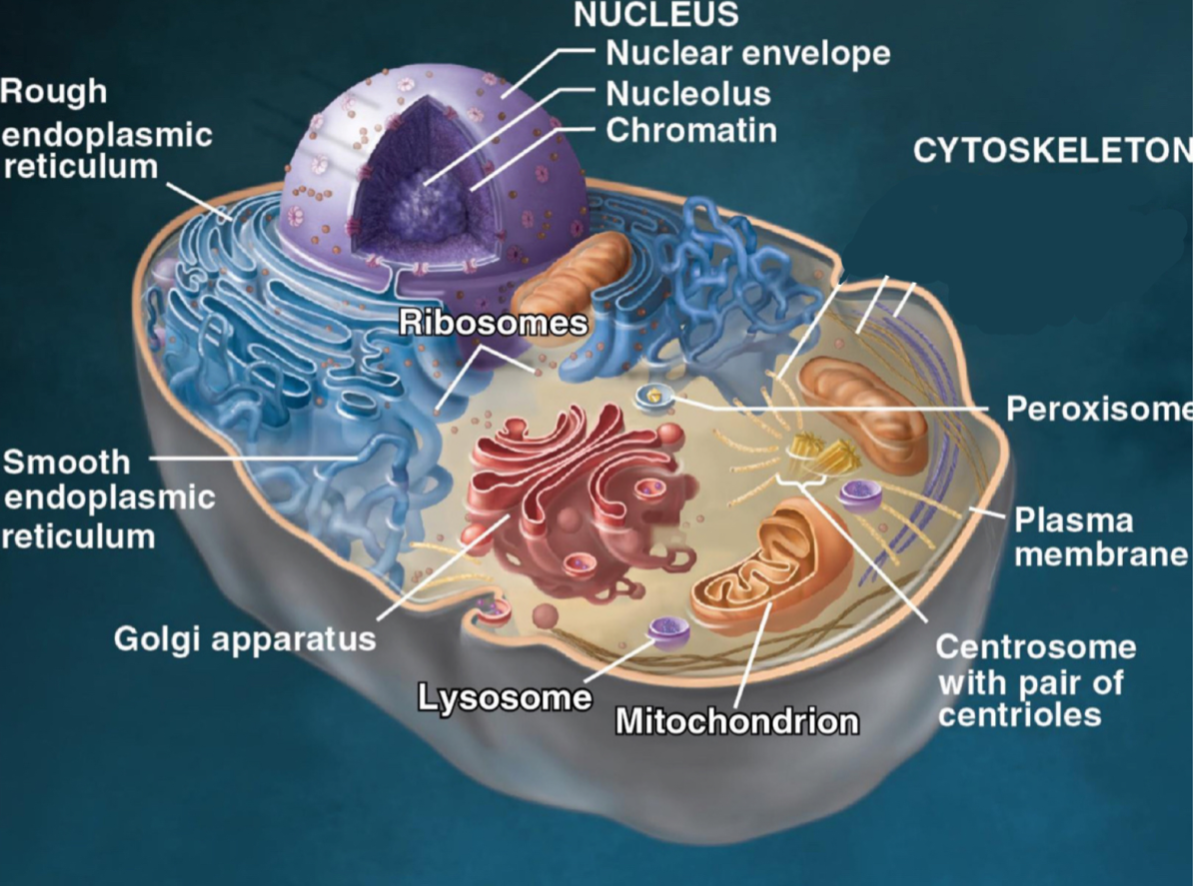 Bio 1 Honors Cell Model | Genially