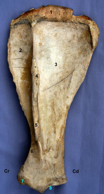 vue latérale gauche de la scapula d'un cheval | Genially