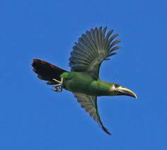 TUCAN VERDE | Genially