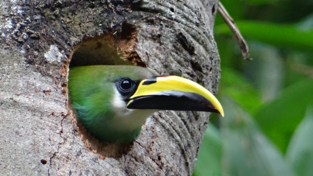 TUCAN VERDE