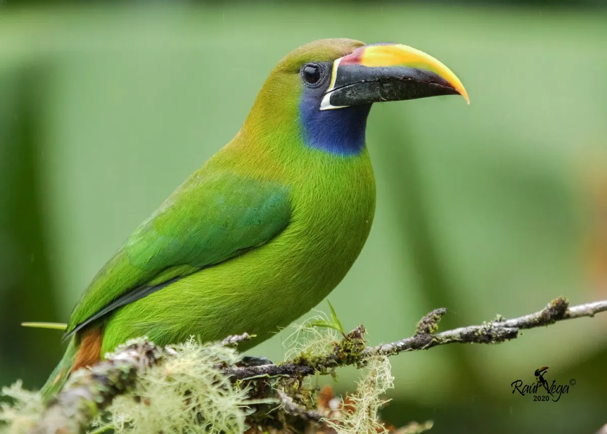 TUCAN VERDE