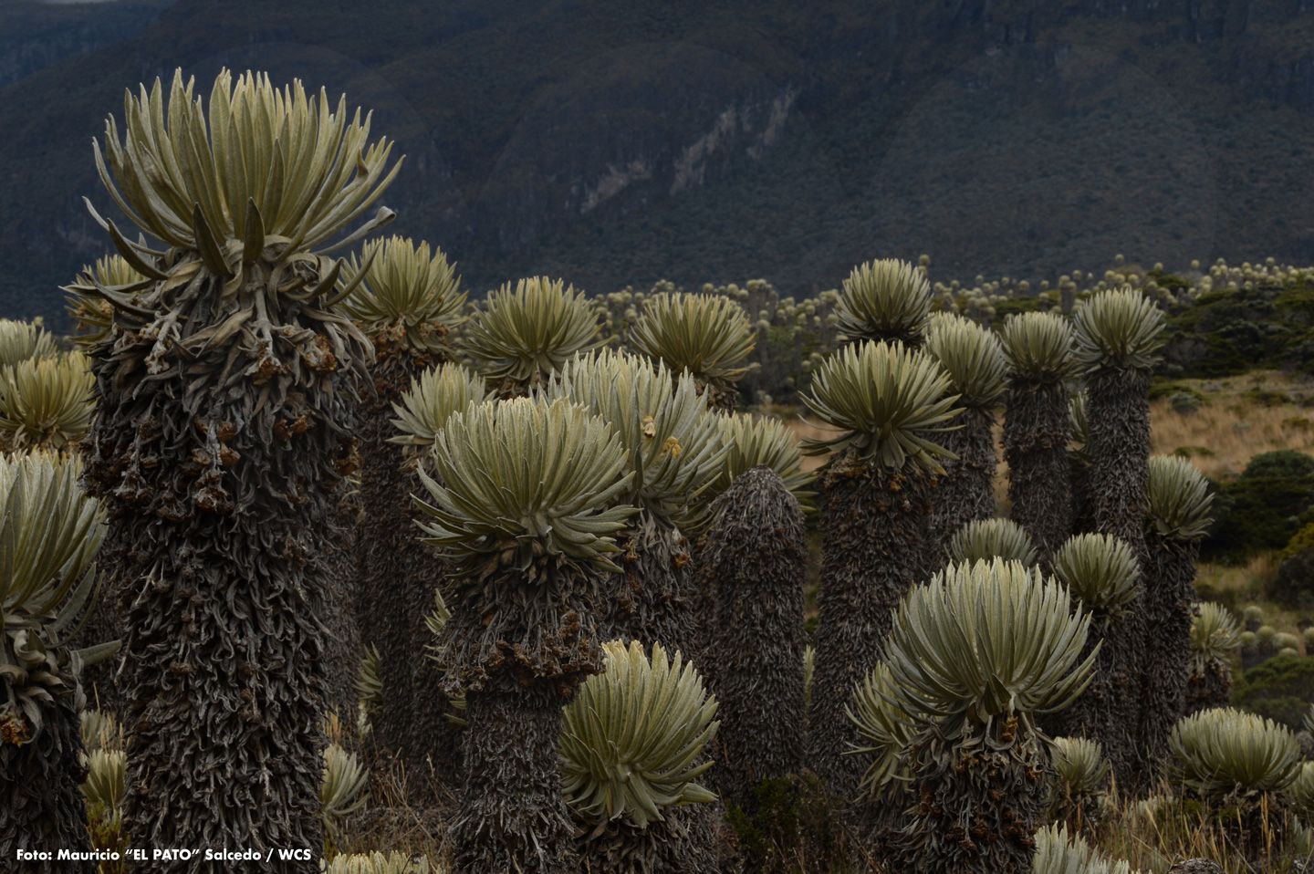 paramo infografia bimestral lengua | Genially