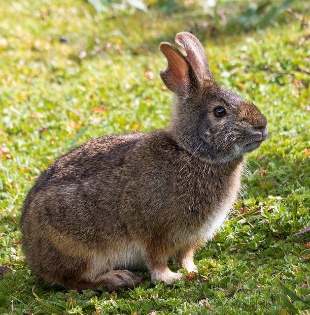 paramo infografia bimestral lengua | Genially