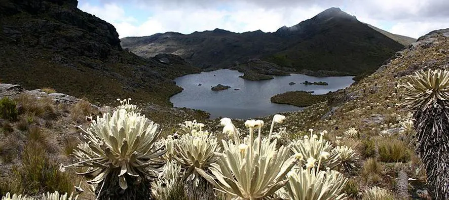 paramo infografia bimestral lengua | Genially