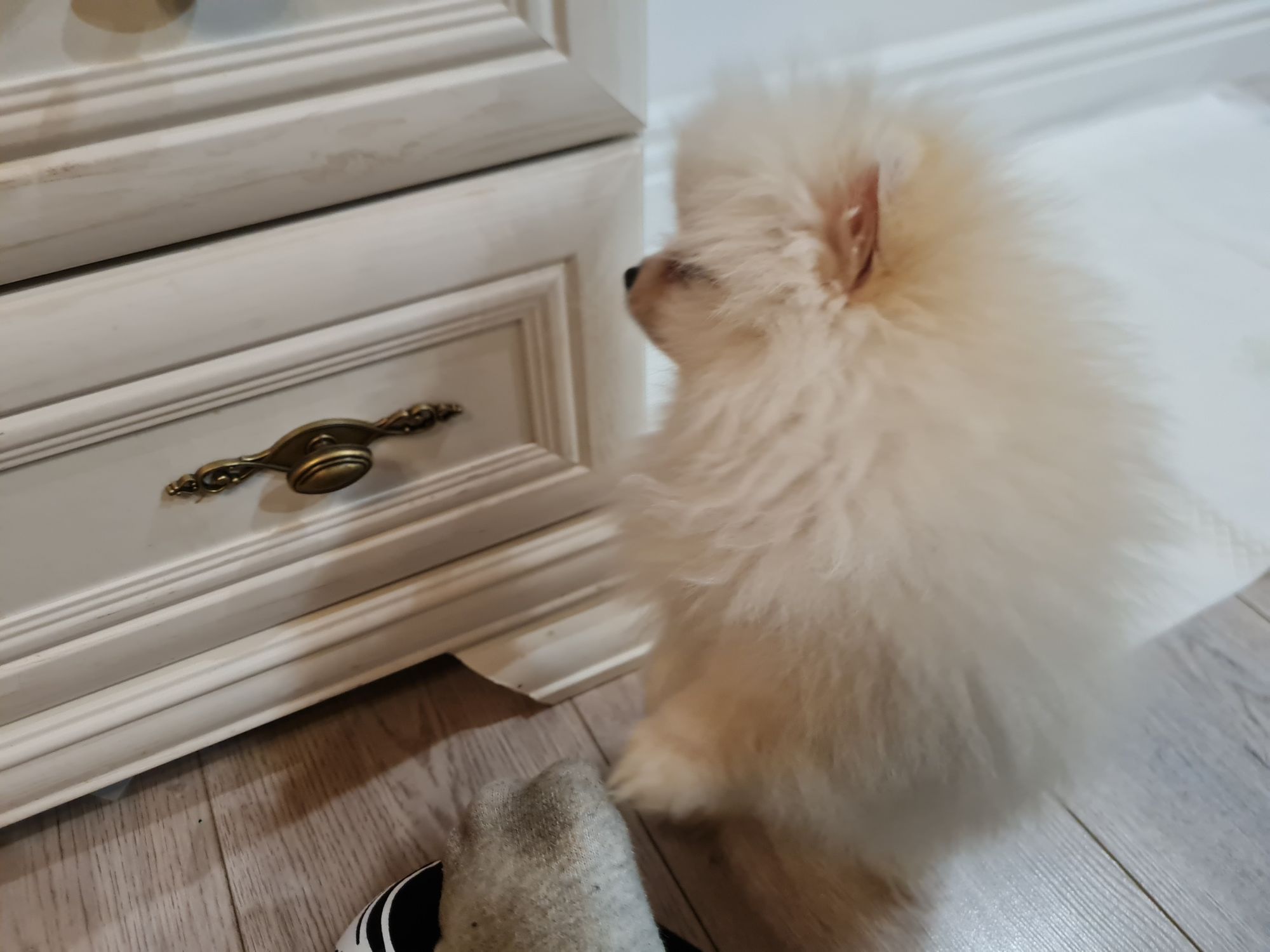 Mein Tier | Genially