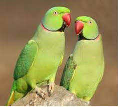 Copy - Interactive image | Genially