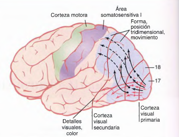 Mapa mental vía visual | Genially