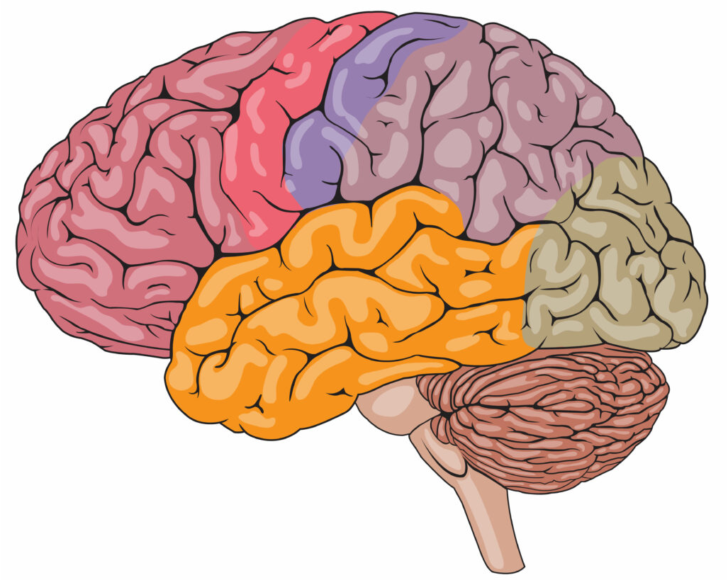 movimiento voluntario, rítmico y reflejo