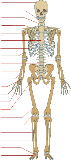 Schéma Squelette | Genially