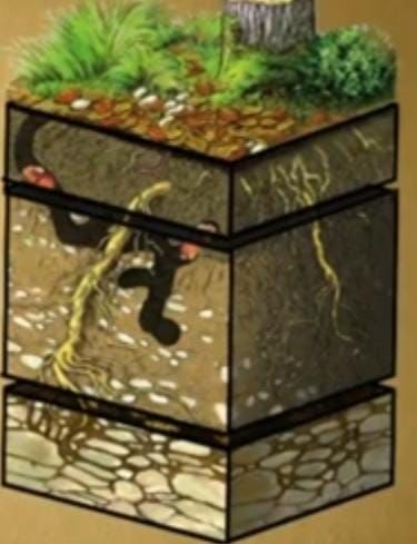 INFOGRAFÍA- EL SUELO | Genially