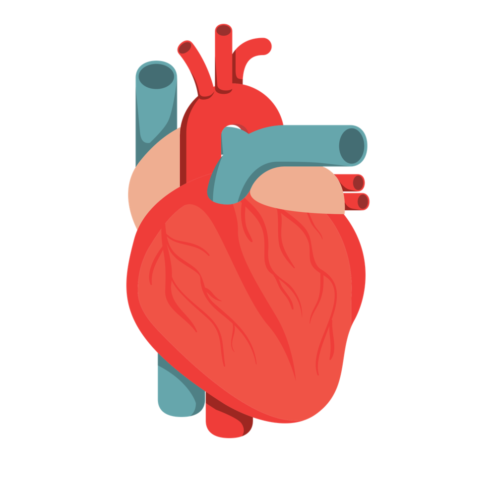 Sistema cardiovascular - Infografía | Genially