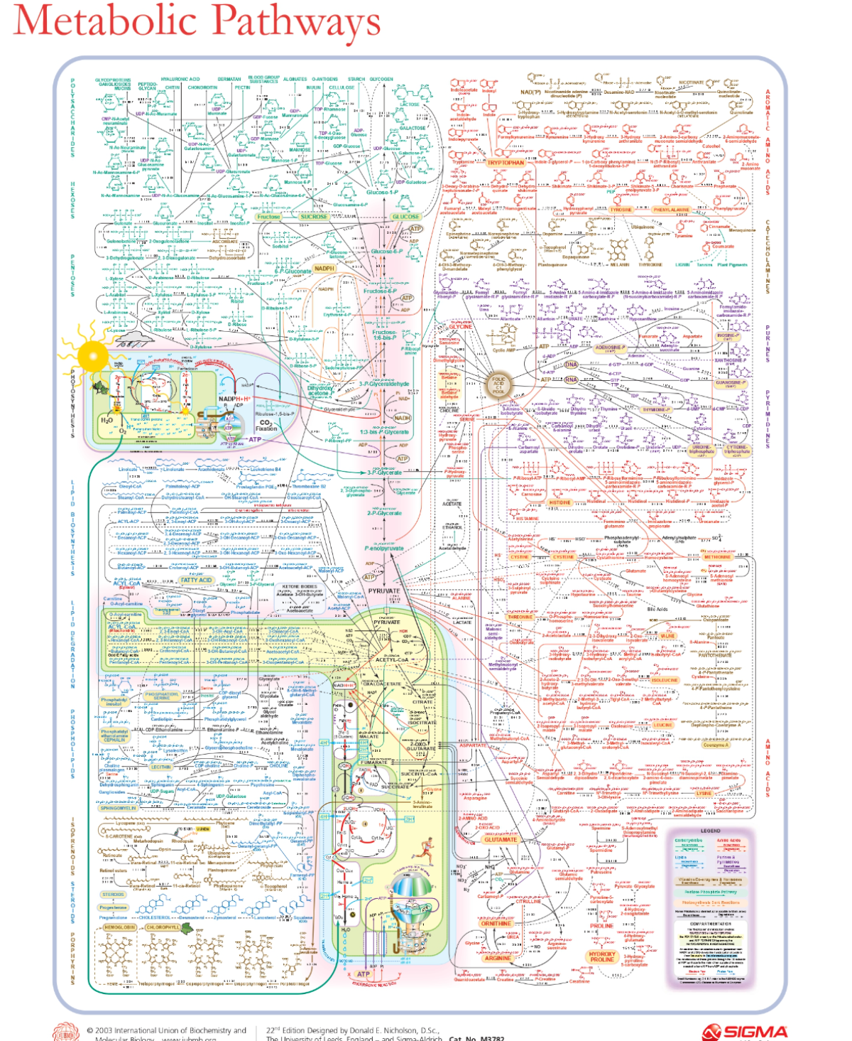 Mapa Metabolico | Genially