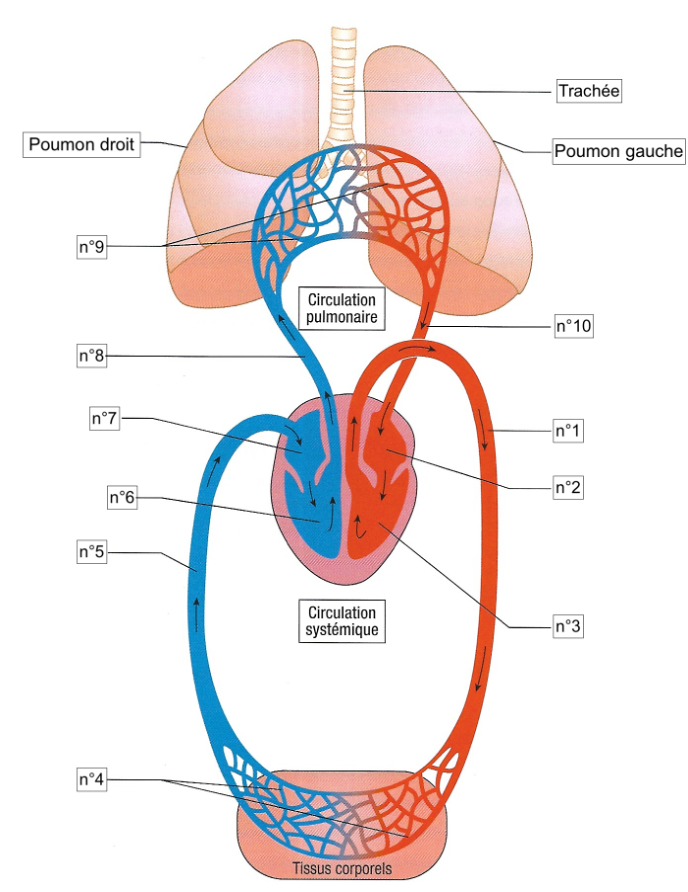 La circulation sanguine