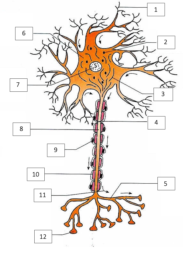 La structure du neurone