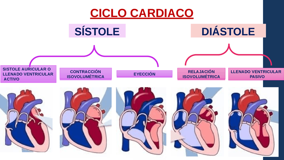 Sístole Ventricular