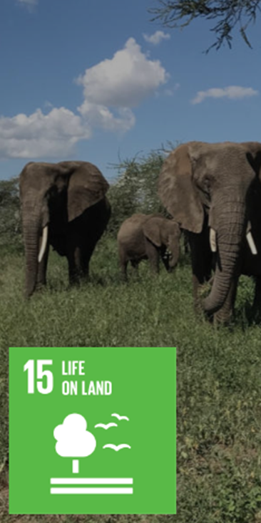 Infographic SDG 15 | Genially