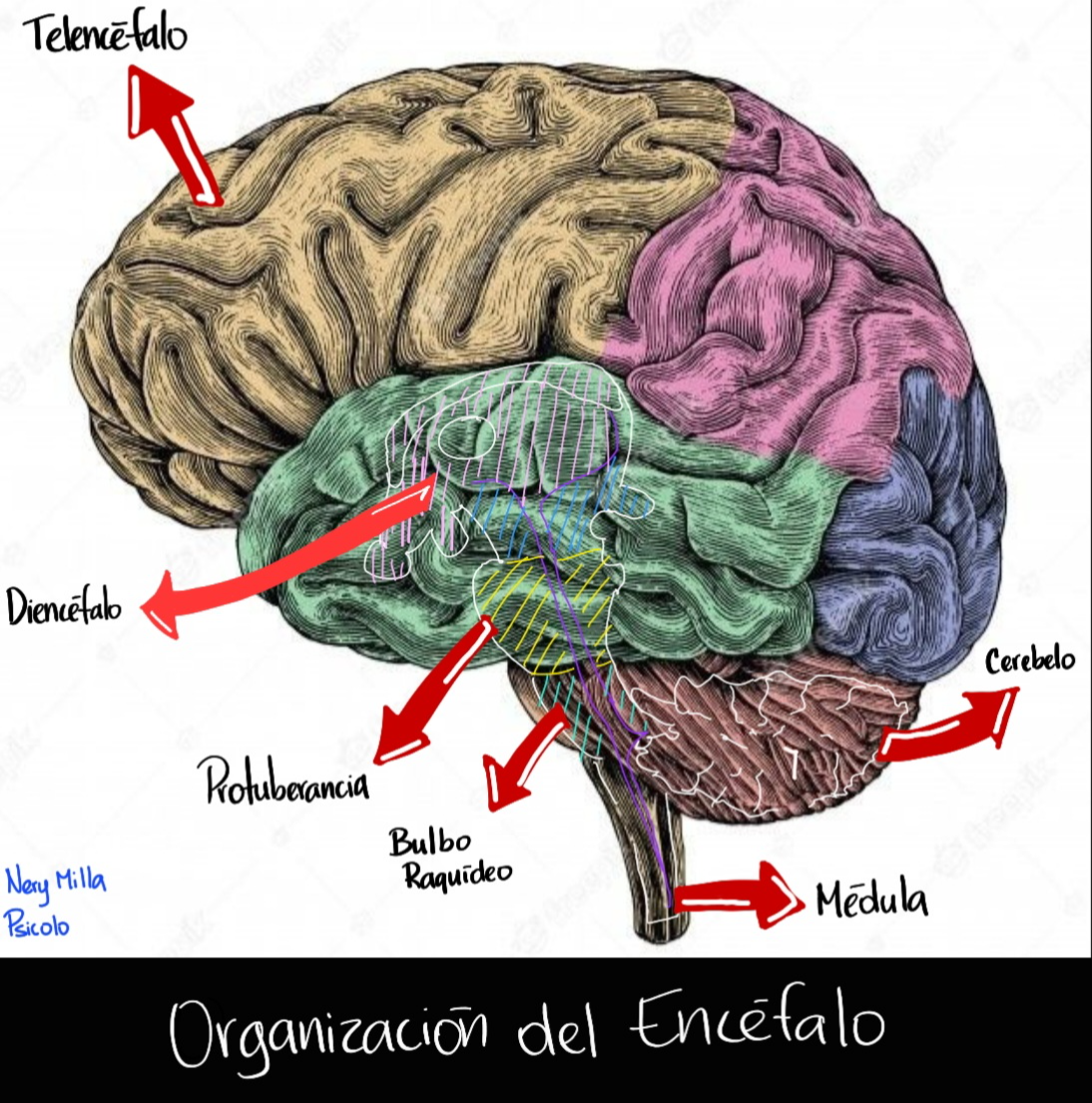 Estructura del Encéfalo | Genially