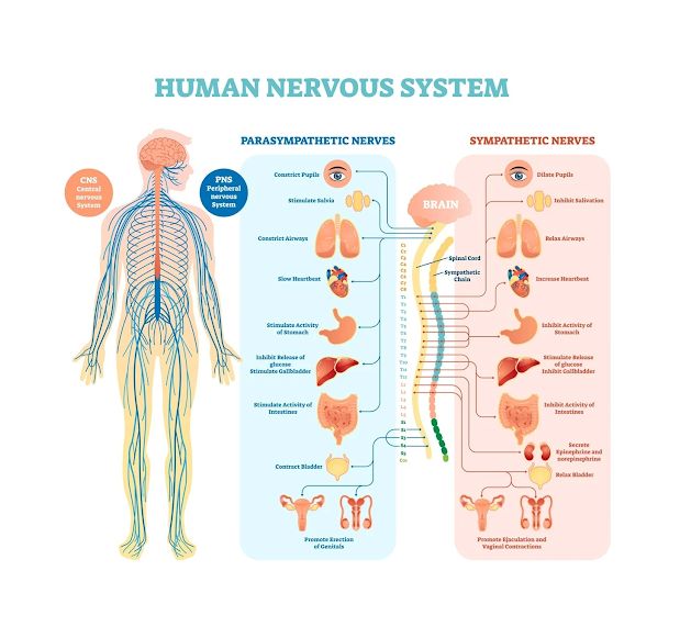 HUMAN BODY PRESENTATION | Genially