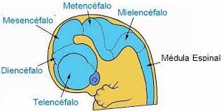 INFOGRAFIA DIVISION DE SISTEMA EMBRIOLOGICO | Genially