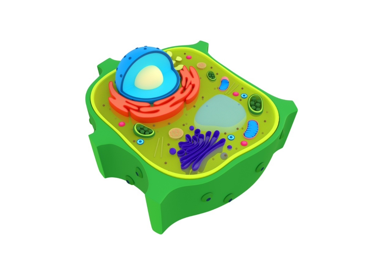Célula Vegetal Celula Vegetal