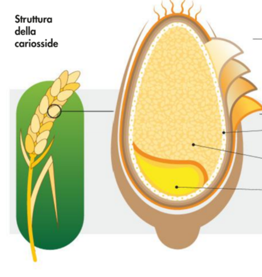 Copia - CARIOSSIDE - VALORE NUTRIZIONALE | Genially