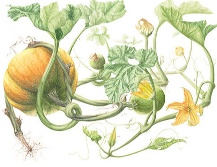 Partes de la Planta de Calabaza | Genially