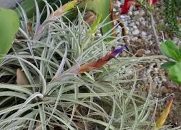 La planta | Genially