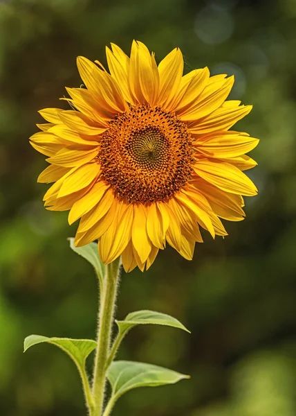 La planta | Genially