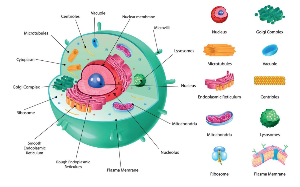 Célula eucariota animal | Genially