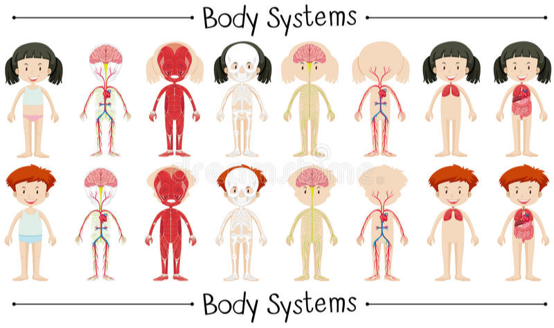 Sistemas del Cuerpo | Genially