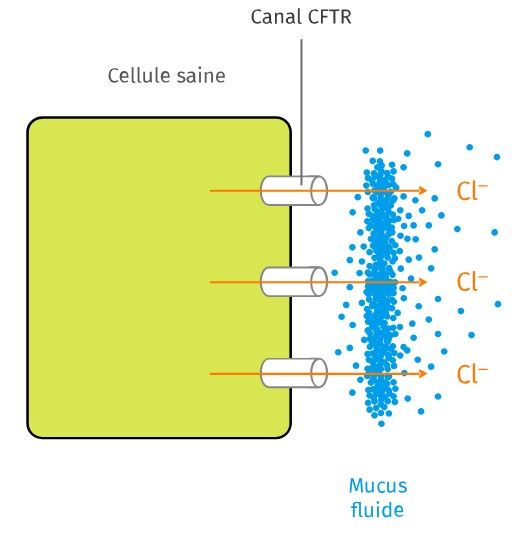 quel niveau d'organisation ? | Genially