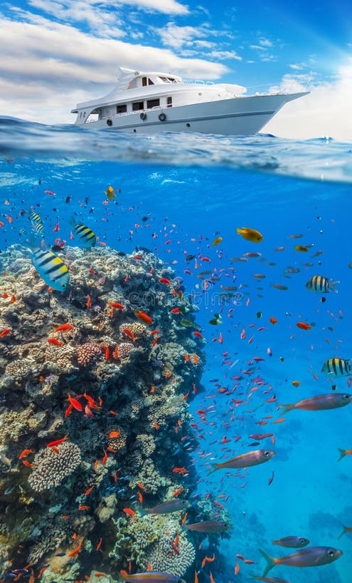 Importância dos oceanos | Genially