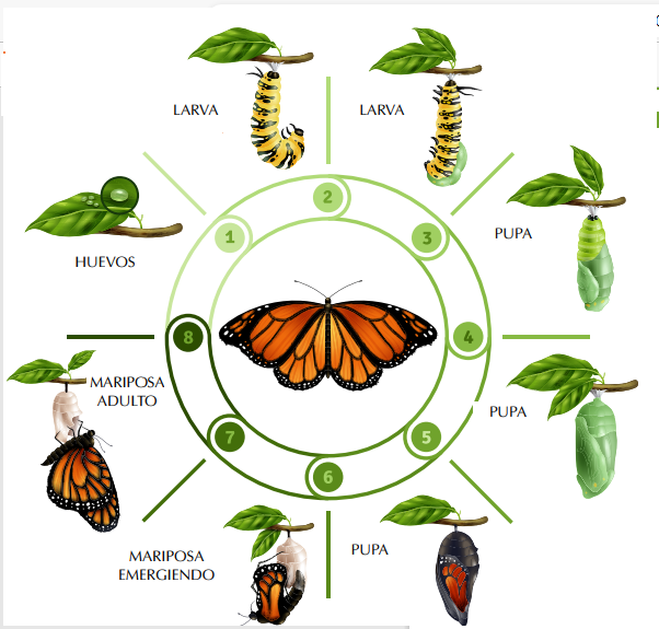 Ciclo De Vida De Una Mariposa Monarca Ciclo De Vida La Mariposa