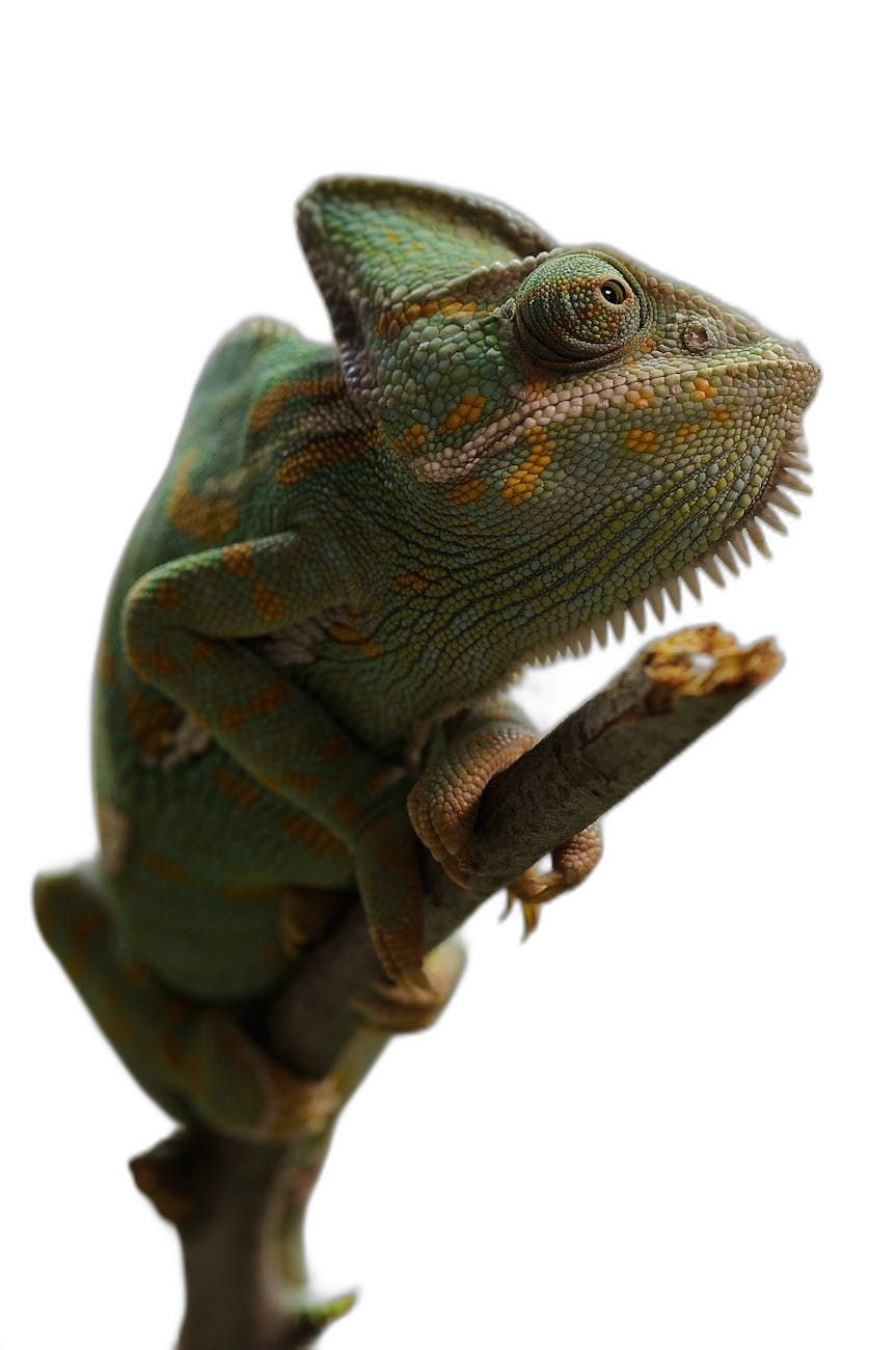 UNIT 3. PLANTS AND ANIMALS | Genially