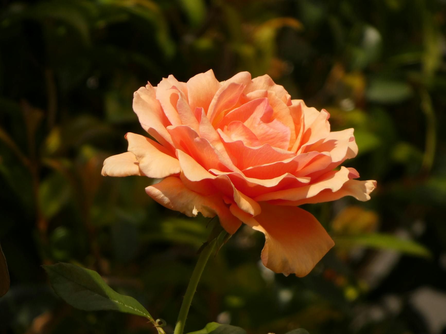 VIBRANT COMERCIAL PROPOSAL