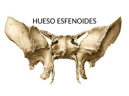 HUESO ESFENOIDES