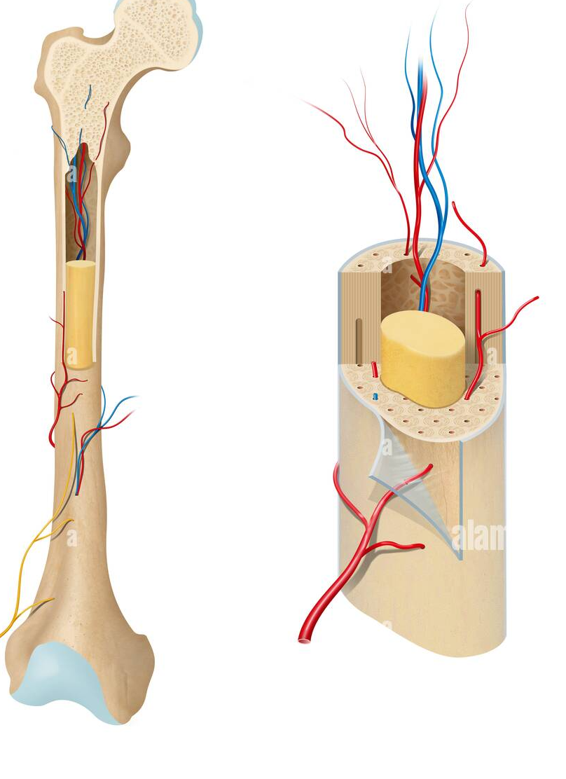 Immagine interattiva MIDOLLO OSSEO