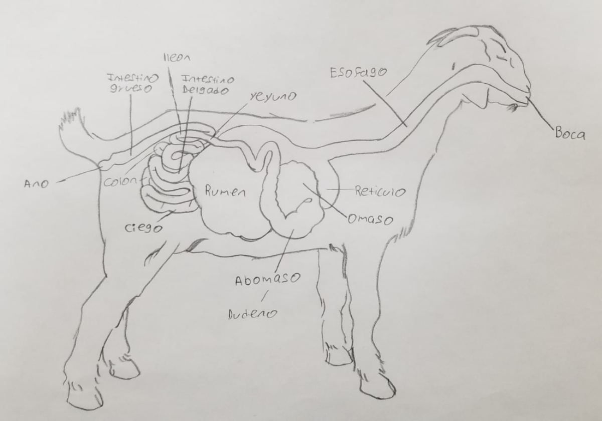 Sistema Digestivo de Ovinos y Caprinos | Genially