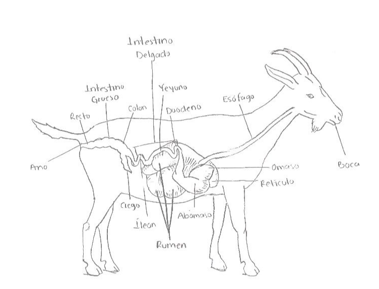 Sistema Digestivo de Ovinos y Caprinos | Genially