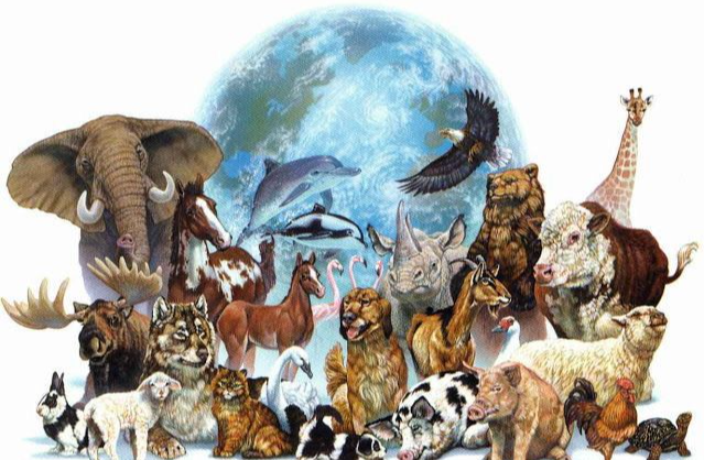 Oviparos Viviparos Los Animales Oviparos (Oviparous Animals In