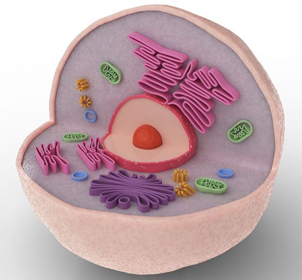 La cellula: immagine interattiva | Genially