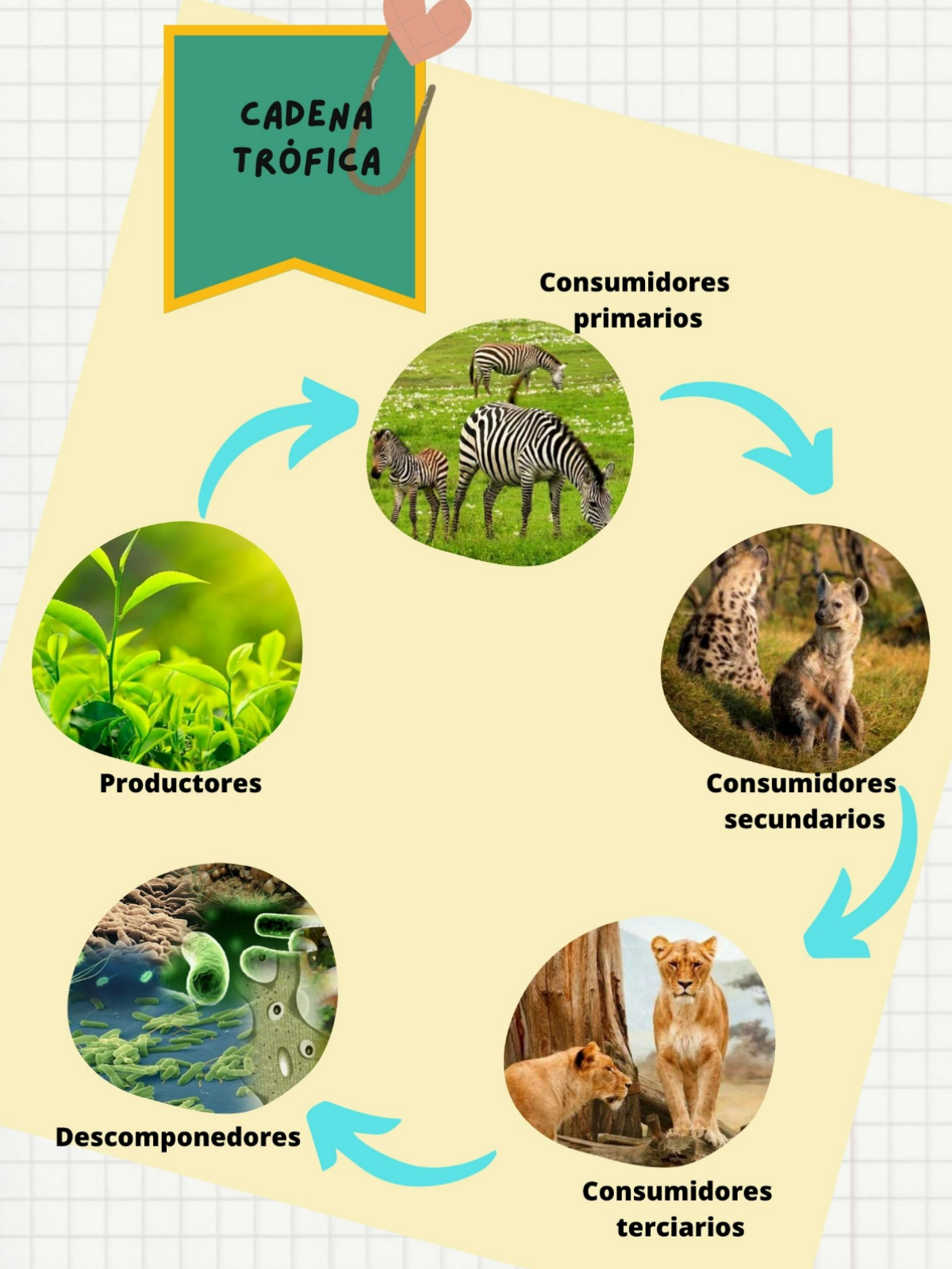 CADENA TRÓFICA | Genially